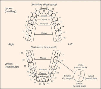 Dental Points: Understanding Defence Medical Standards